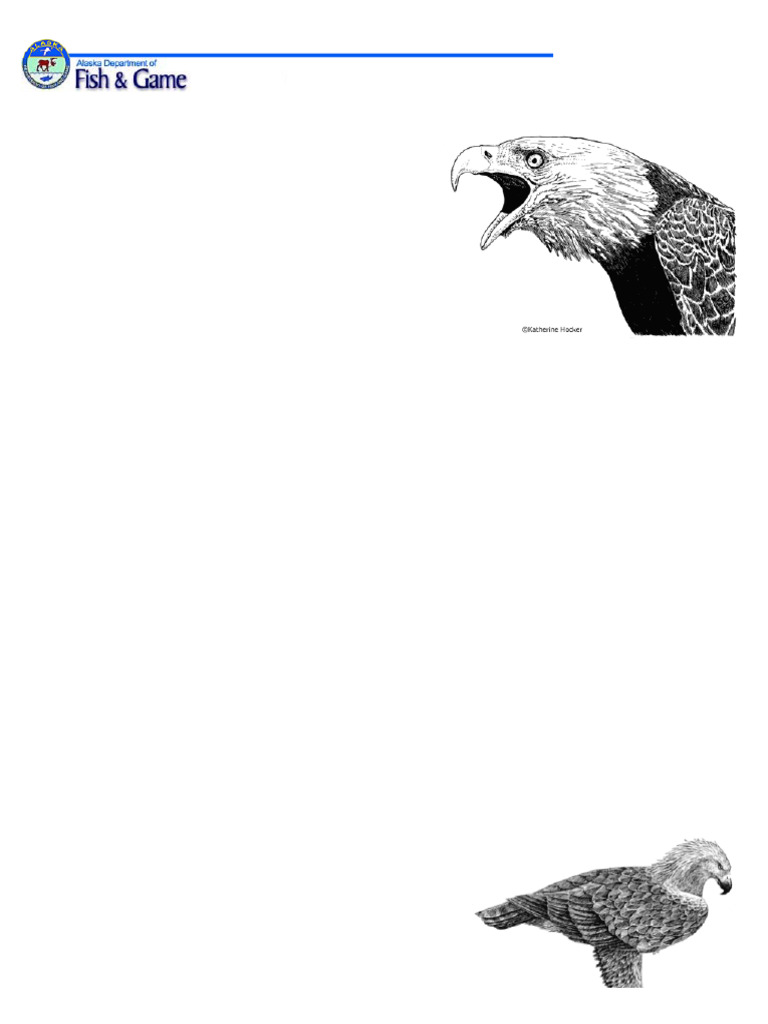 Eagles | PDF | Bald Eagle | Eagle