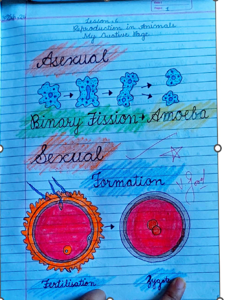 Class 8th Science Reproduction in Animals | PDF