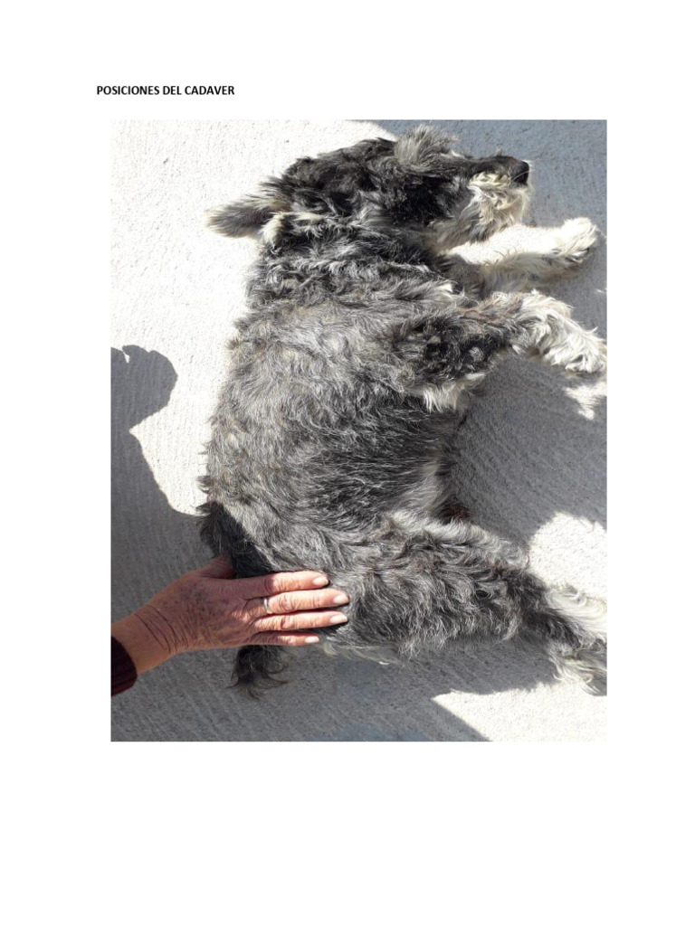 Posiciones Del Cadaver | PDF