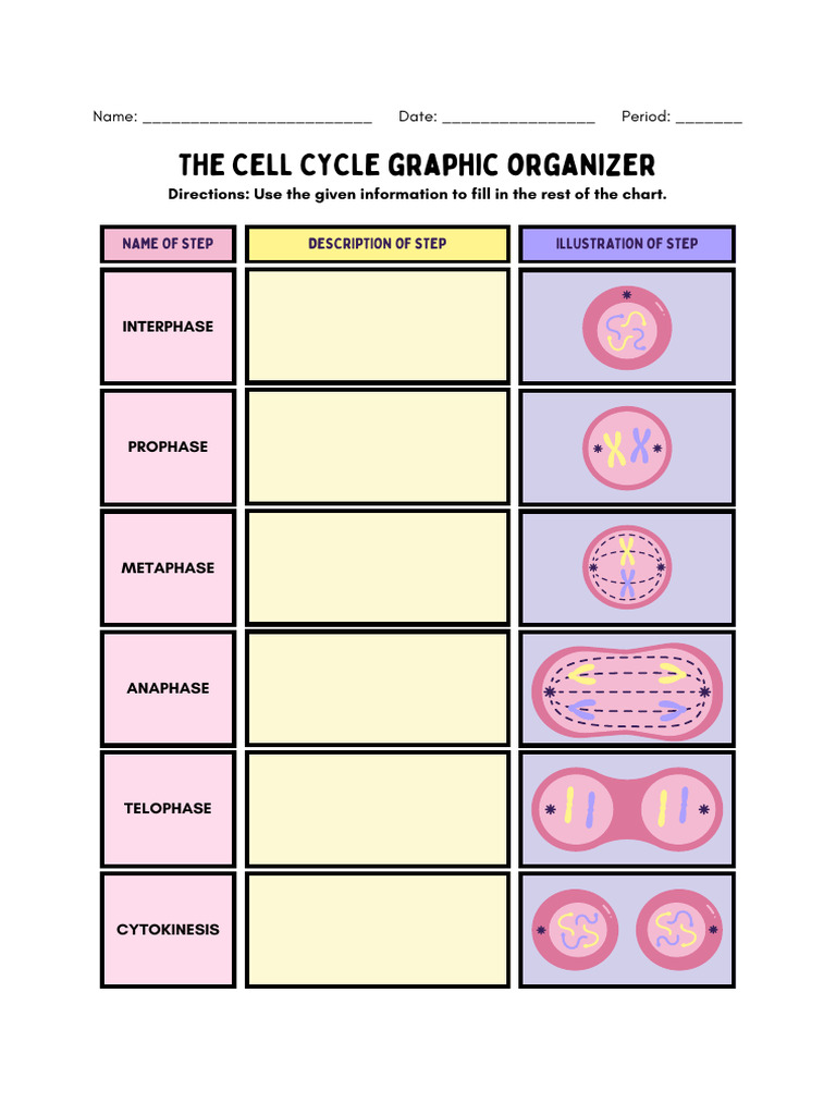 Cell Cycle Phases Chart Guide | PDF | Mitosis | Chromosome
