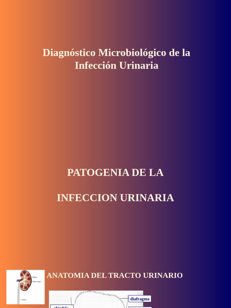 Infección Urinaria - Patogenia y Diagnóstico | PDF | Infección del ...