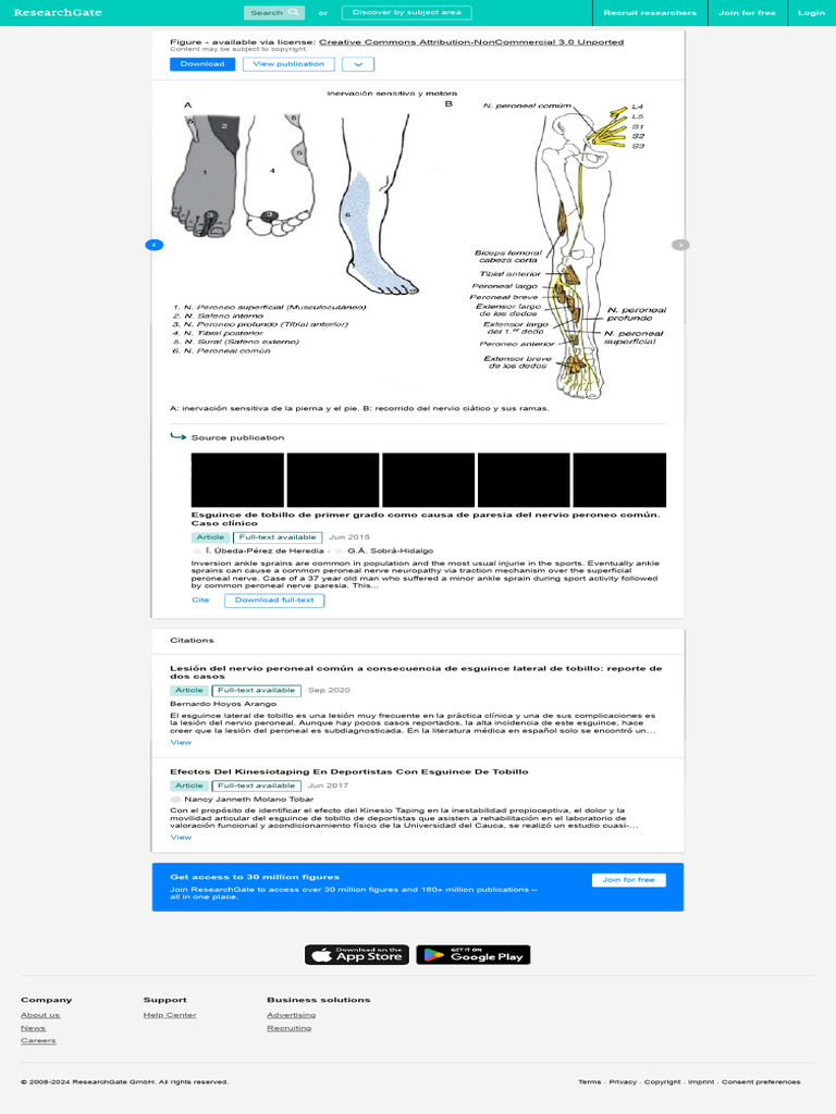 A Inervación Sensitiva de La Pierna y El Pie. B Recorrido Del Nervio ...