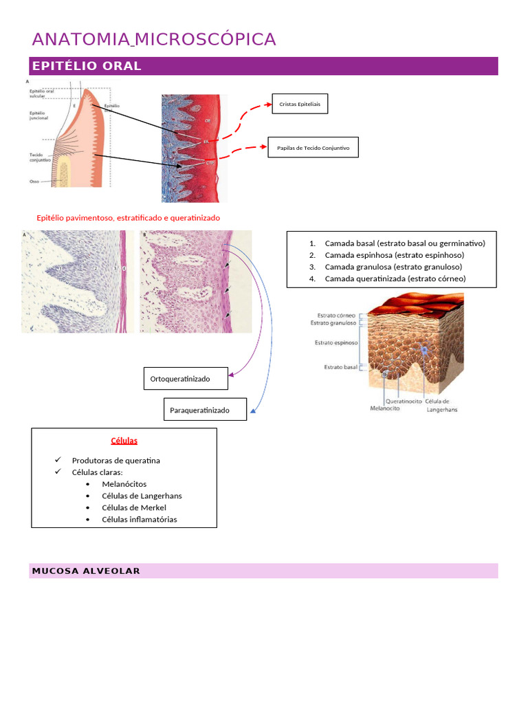 ANATOMIA - Imagens Anatomia Microscópica Epitélio Oral | PDF