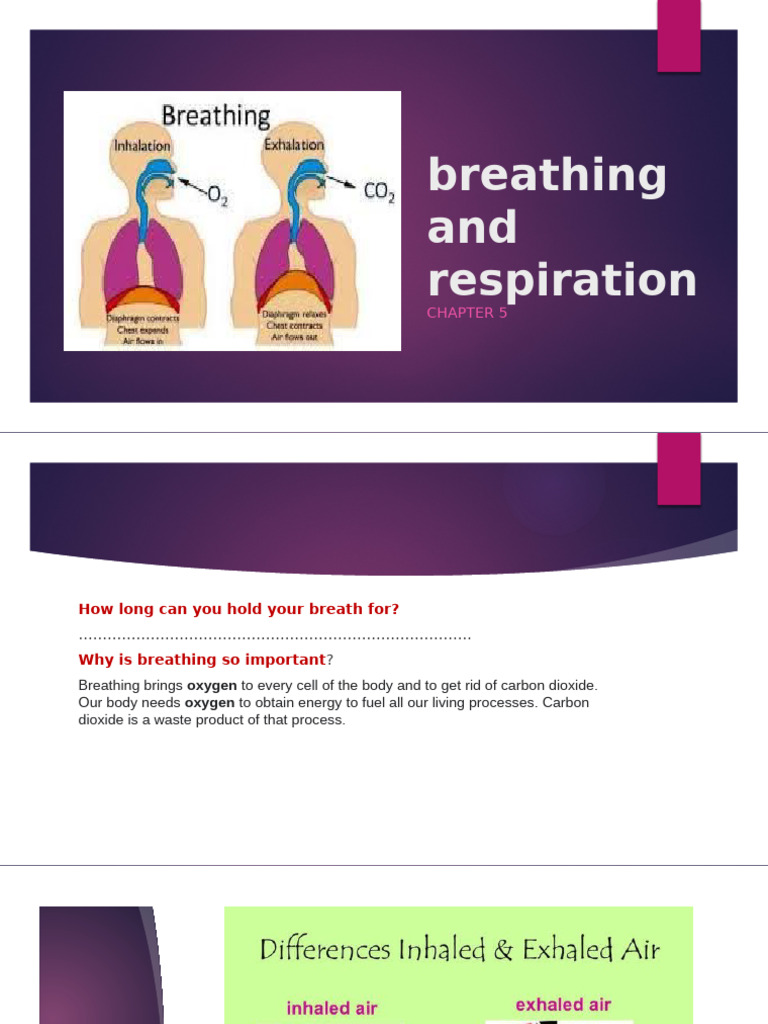 Gr.7 Biology Ch.5 - With Answer | PDF | Respiratory System | Breathing