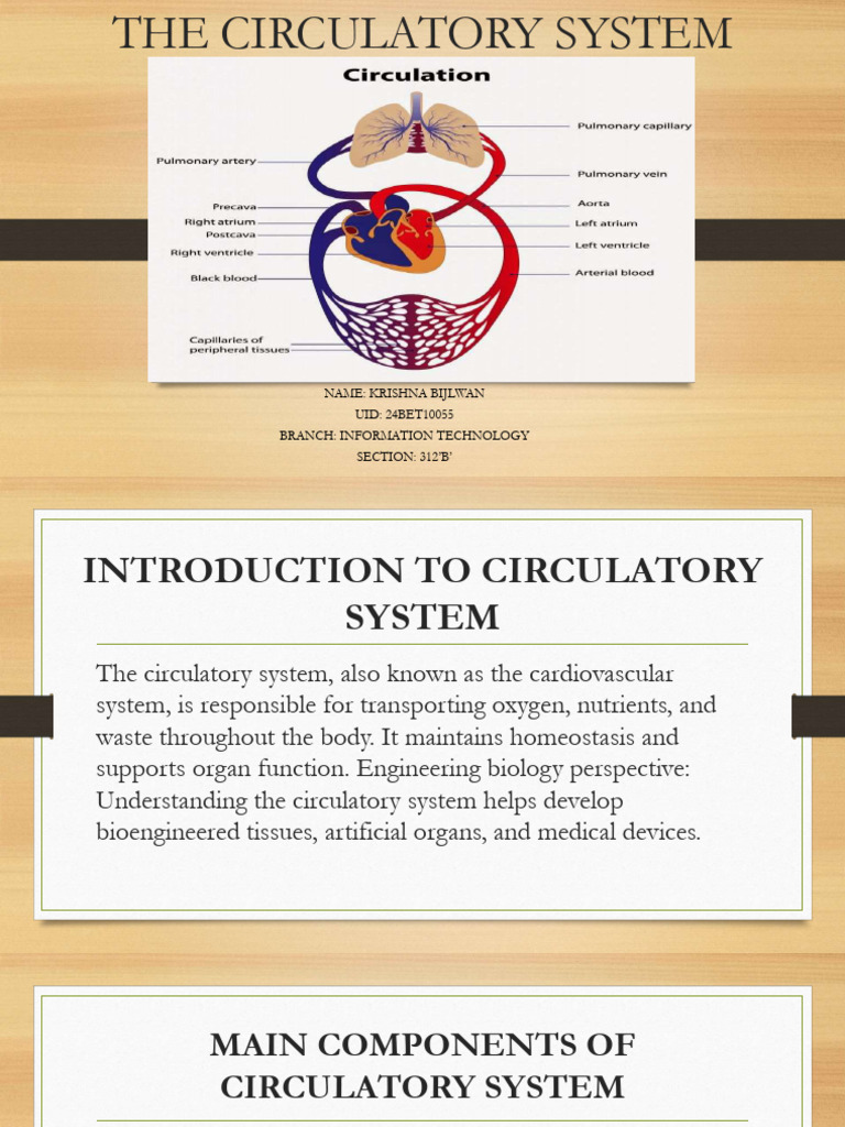 The Circulatory System 24bet10055 | PDF | Heart | Blood