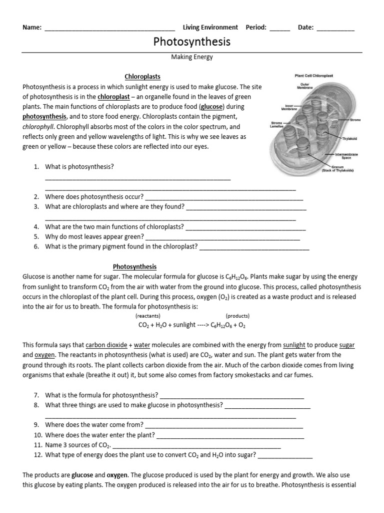 Photosynthesis & Respiration Worksheet 2 | PDF | Cellular Respiration ...