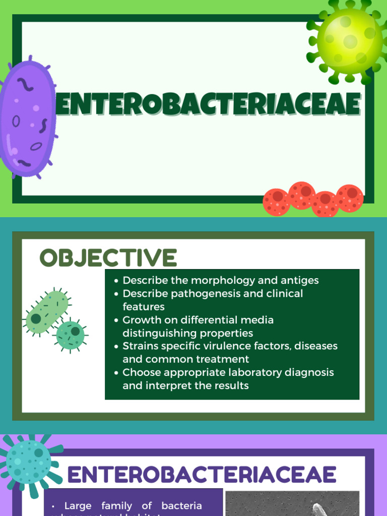 Enterobacteriaceae Report | PDF | Escherichia Coli | Infection