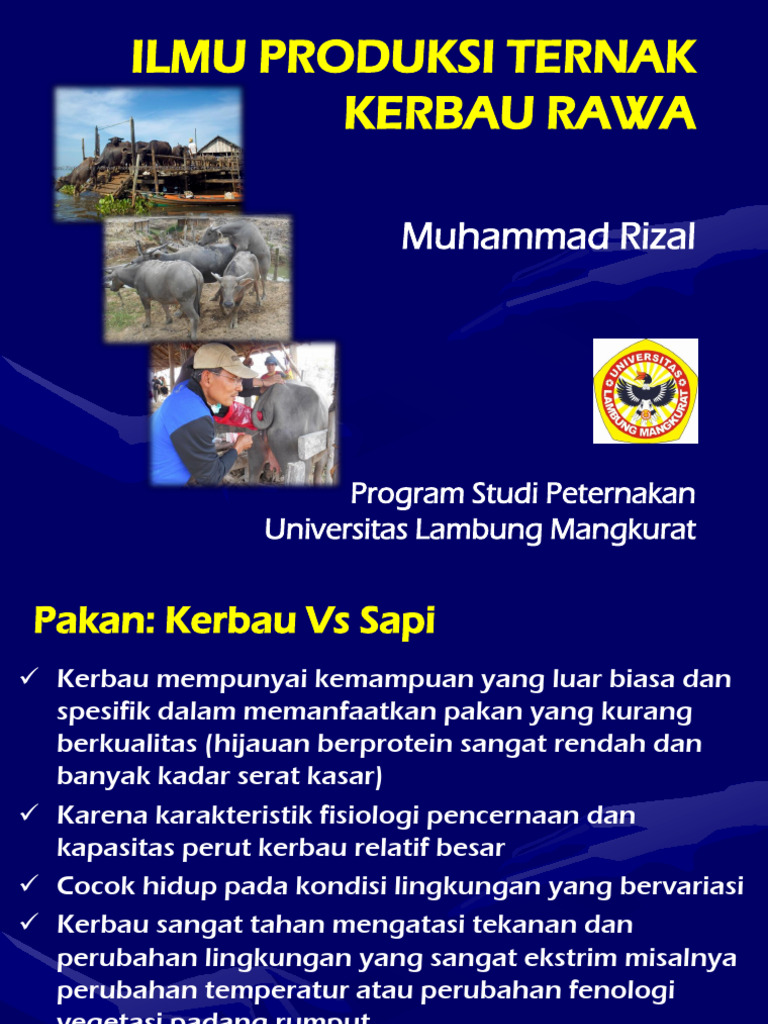 Aspek Pakan Kerbau-2 | PDF