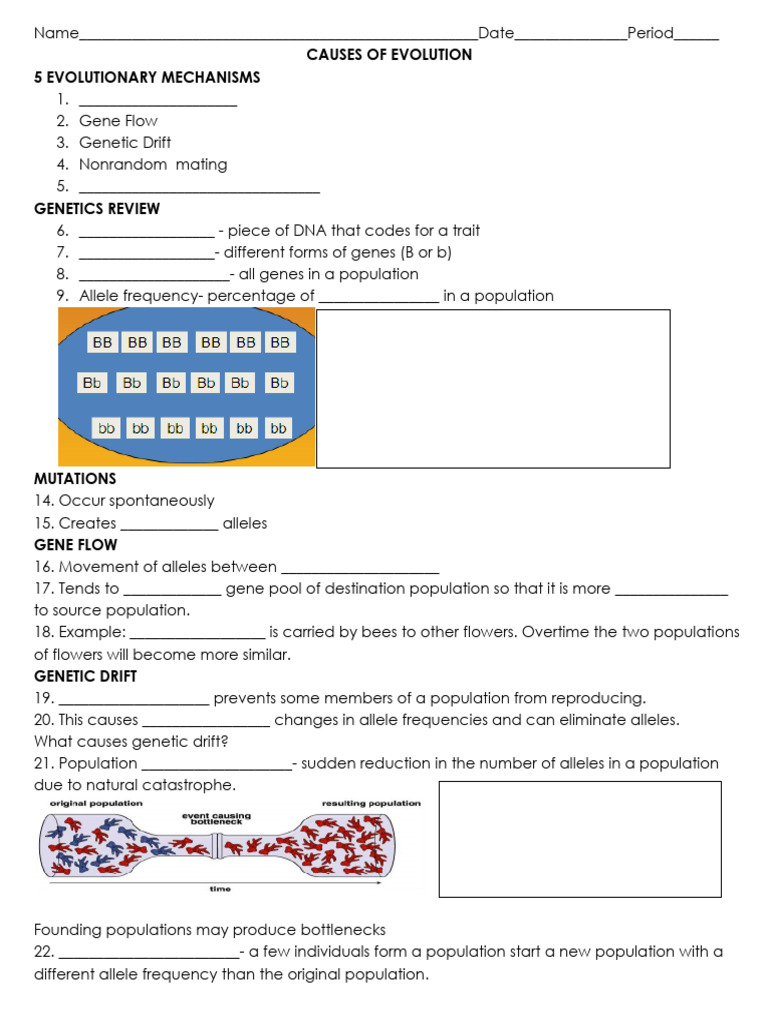 Causes of Evolution Notes | PDF | Natural Selection | Zygosity