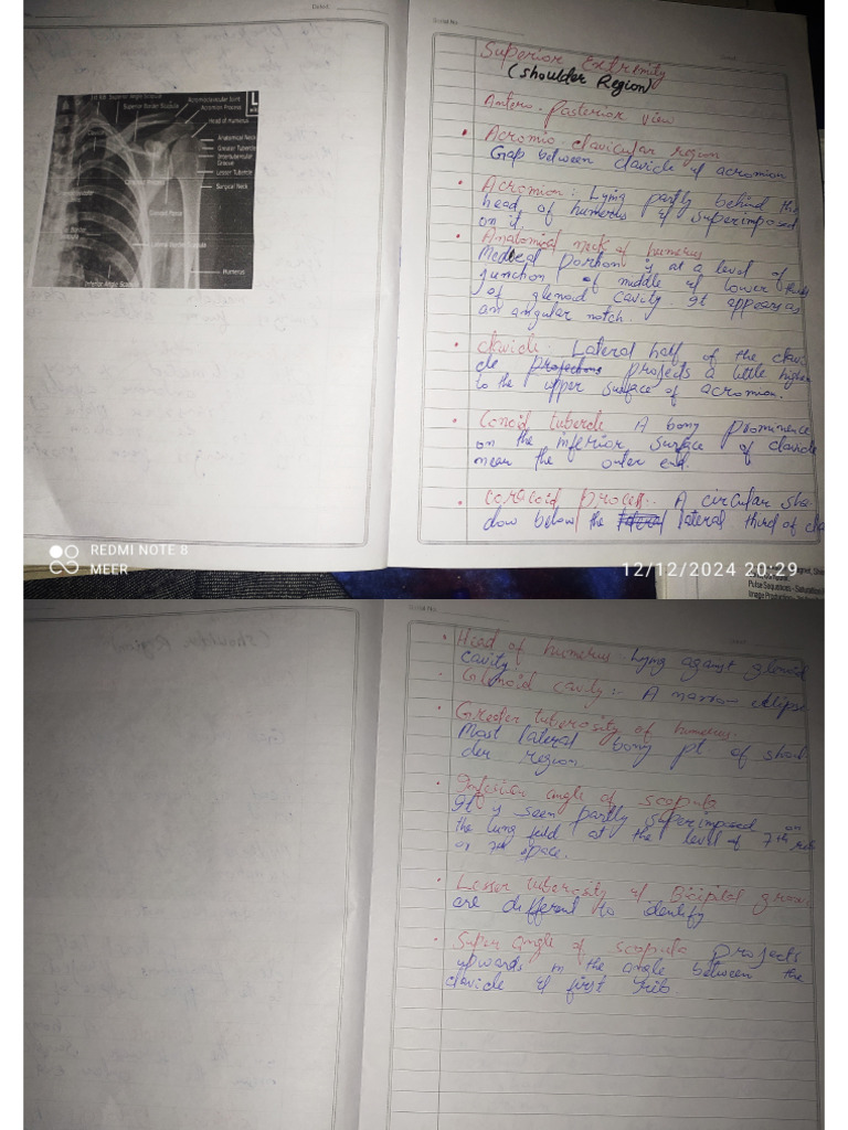 X Ray Anatomy | PDF