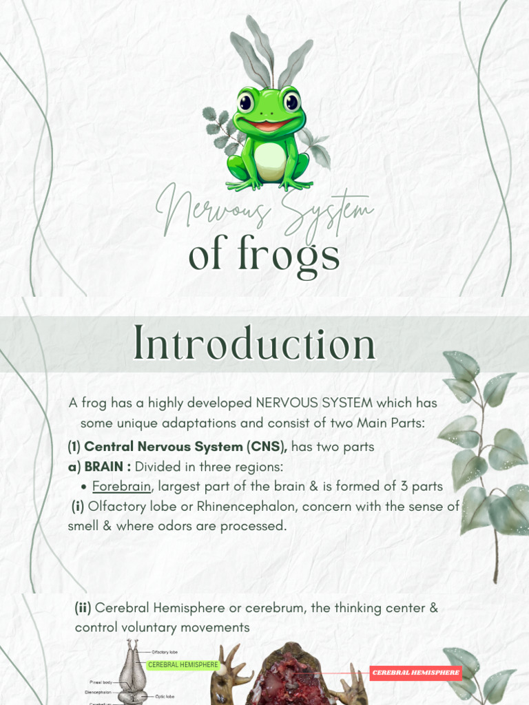 Grp 4 Nervous System Final | PDF | Central Nervous System | Human Leg