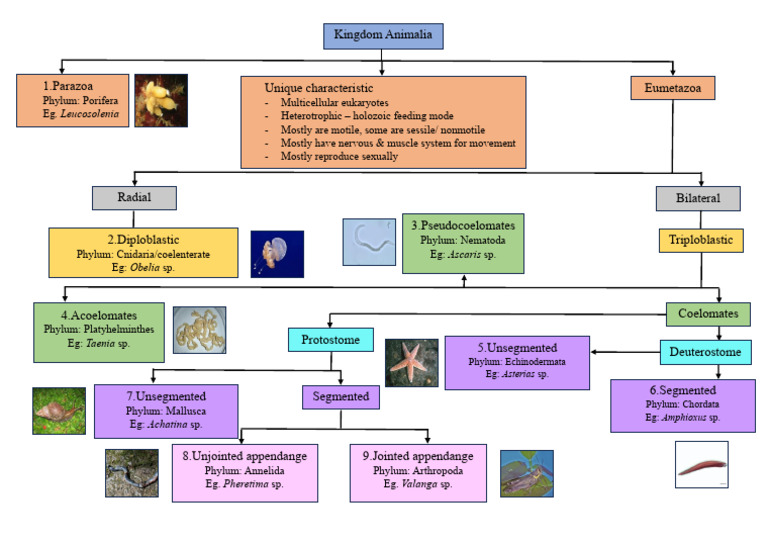 Animalia | PDF