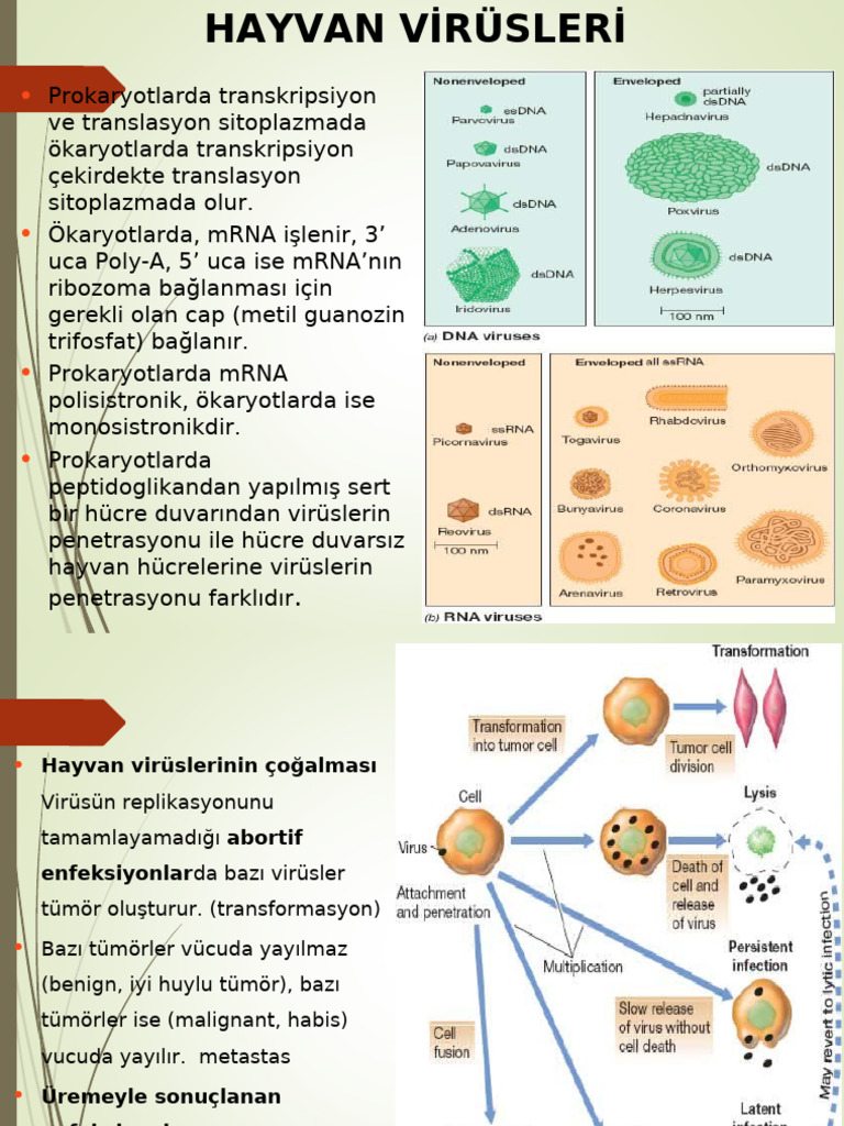 5.hayvan Virüsleri | PDF