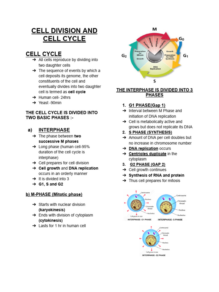 Cell Division and Cell Cycle - 11 | PDF | Meiosis | Mitosis