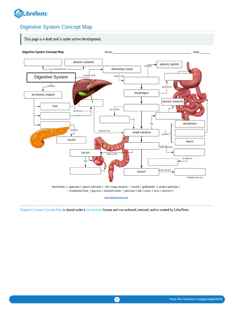 Homework 2 - Digestive - System - Concept - Map | PDF
