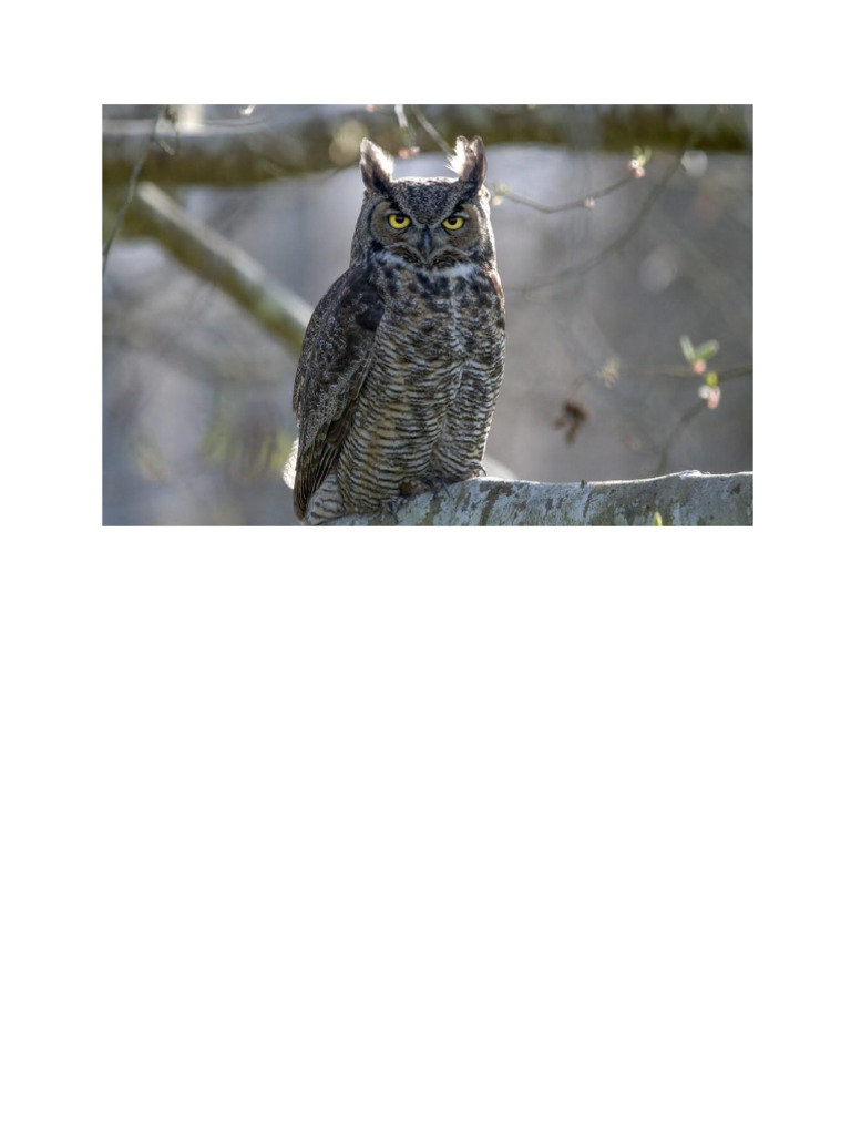 Owl 1 | PDF