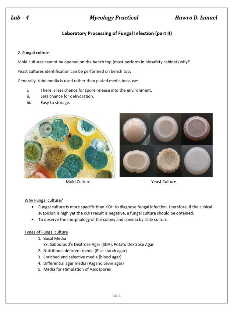 Lab 4 | PDF | Fungus | Yeast