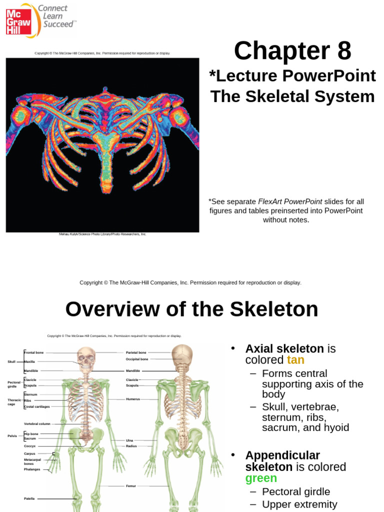 AP Lecture Ch 8 (1) | PDF | Skull | Human Nose