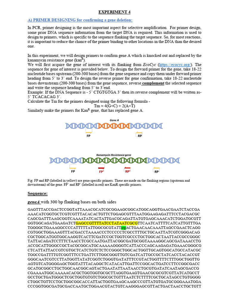 Primer Design for Gene Deletion PCR | PDF | Polymerase Chain Reaction ...