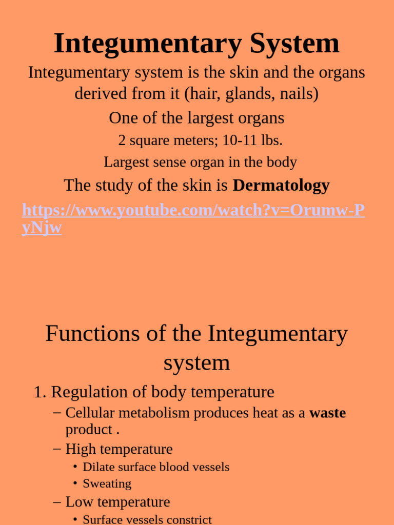 CH 4 Integumentary System | PDF | Skin | Integumentary System