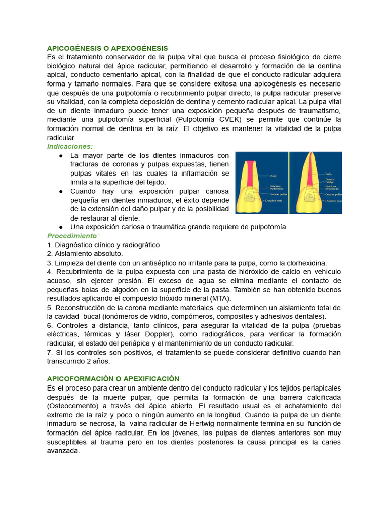 Apicogénesis y Apicoformación | PDF | Calcio | Raíz
