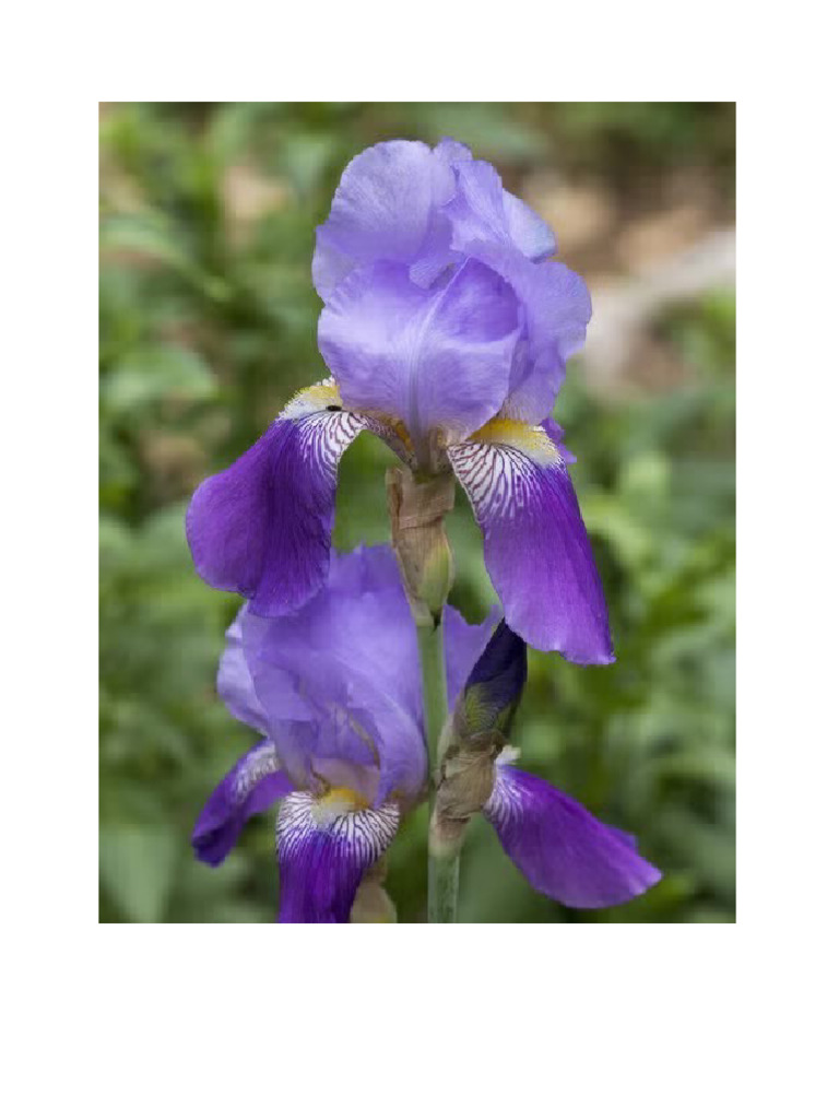 Bearded iris | PDF
