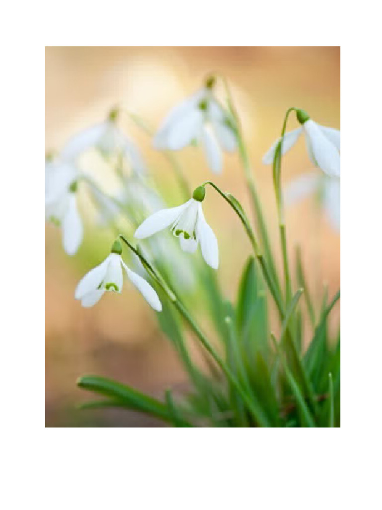Snowdrop | PDF