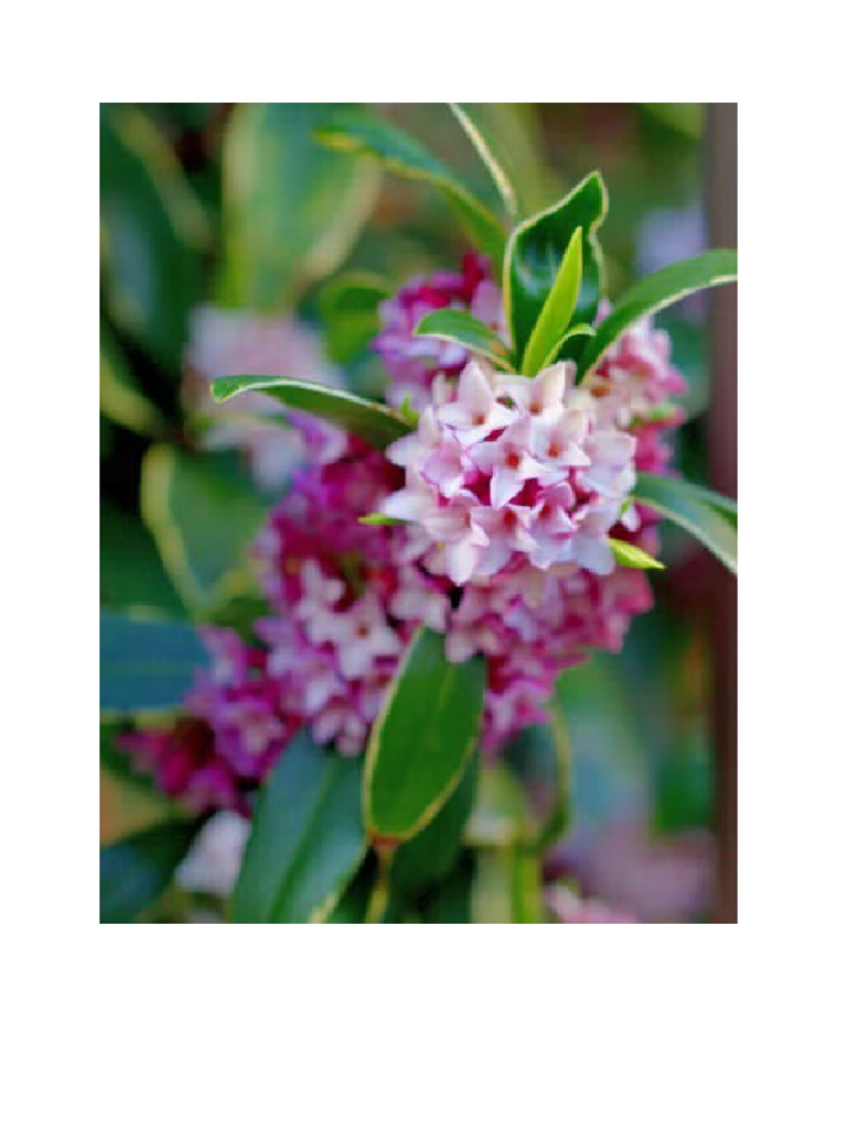 Daphny Shrub | PDF