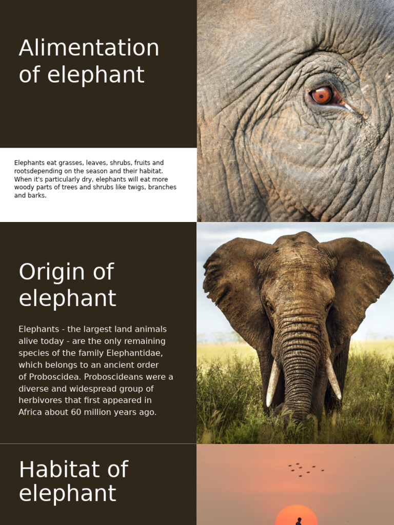 Elephant Presentation | PDF