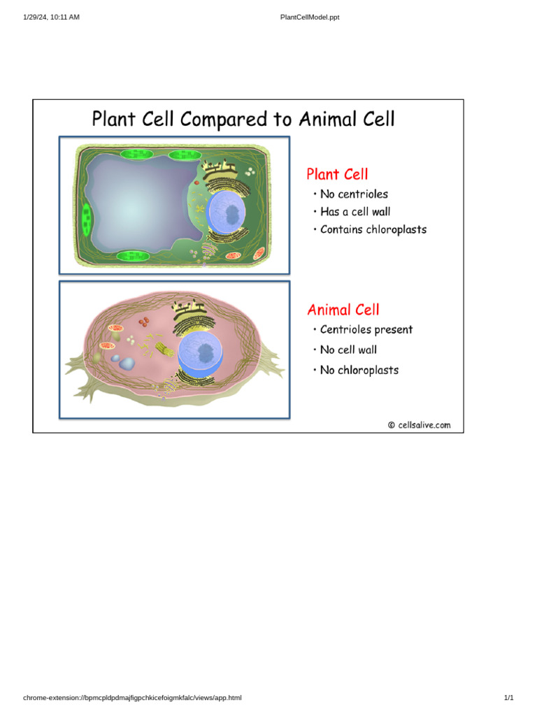 Plant Cell Model | PDF