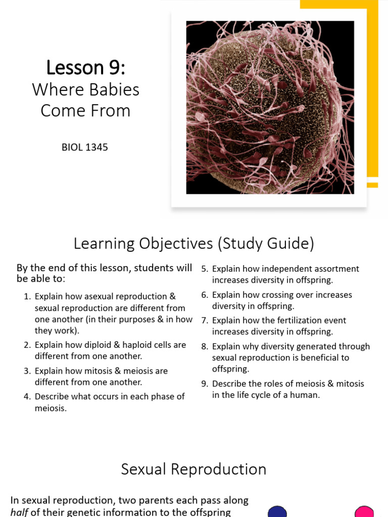 Lesson 9 - Where Babies Come From-1 | PDF | Meiosis | Ploidy