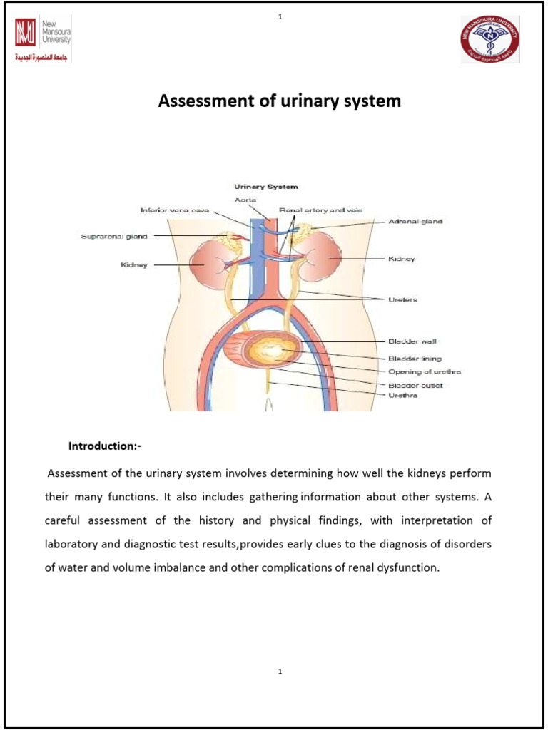 Urinary System Assessment Guide | PDF | Kidney | Urinary Incontinence