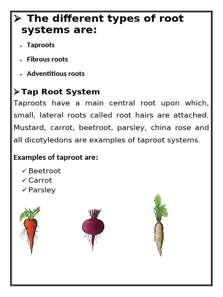 The Different Types of Root Systems For Biology Project | PDF