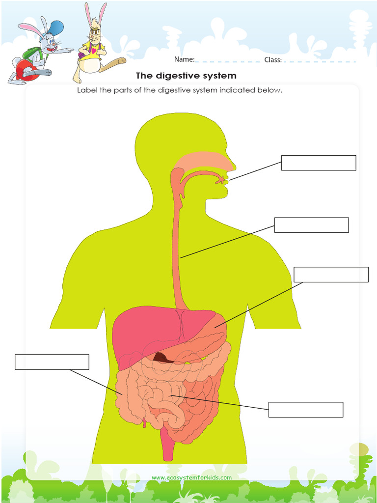 The Digestive System | PDF