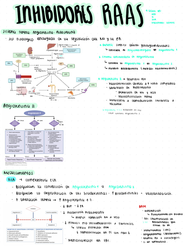 RAAS | PDF | Angiotensina | Hipertensión