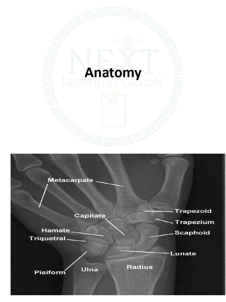 ANATOMY Pyq | PDF