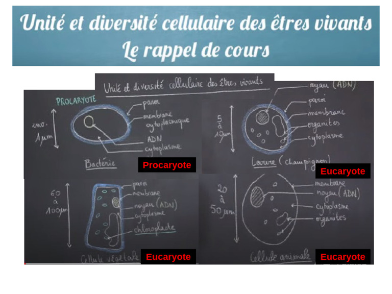 Les 4 Types de Cellules | PDF