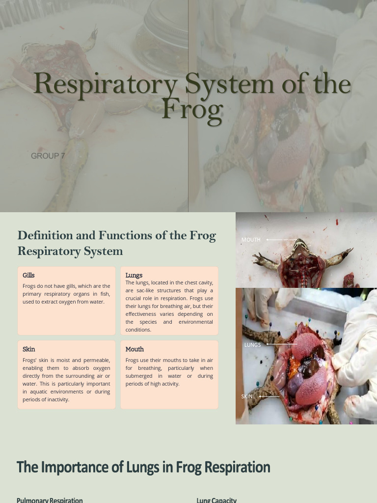 Respiratory System of the Frog Physio | PDF | Respiratory Tract | Lung
