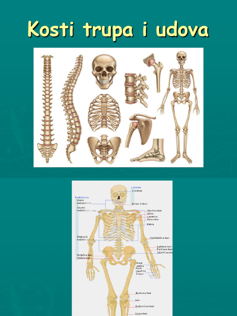 Kosti Trupa I Udova | PDF