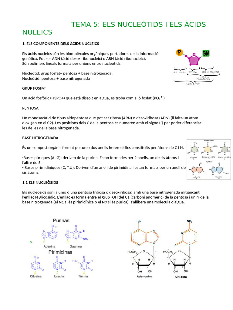 Tema 5 - Àcids Nucleics | PDF
