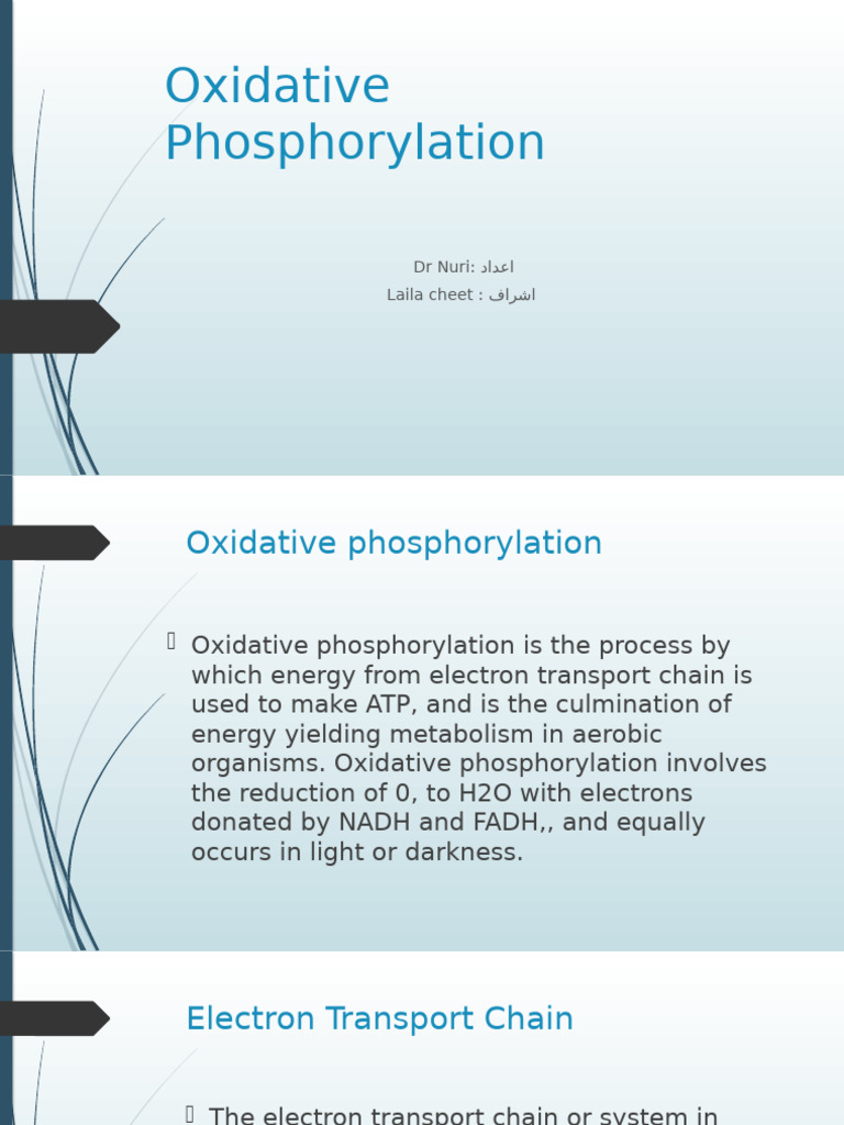 Oxidative Phosphorylation | PDF | Electron Transport Chain | Mitochondrion