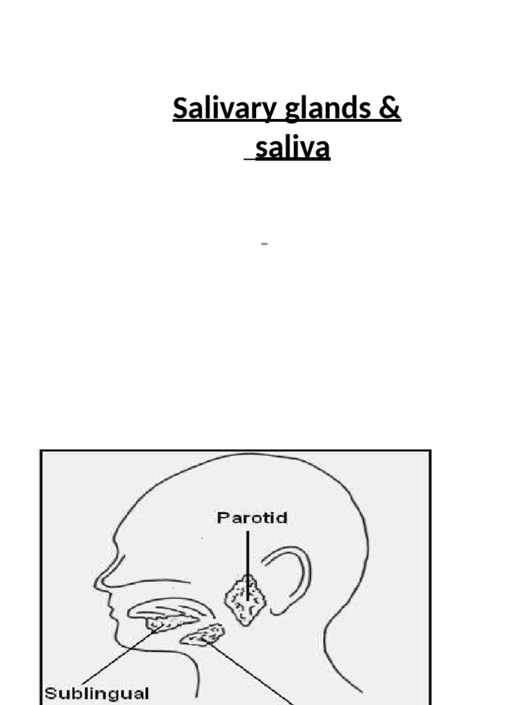 3.Salivary glands & saliva | PDF | Saliva | Animal Anatomy