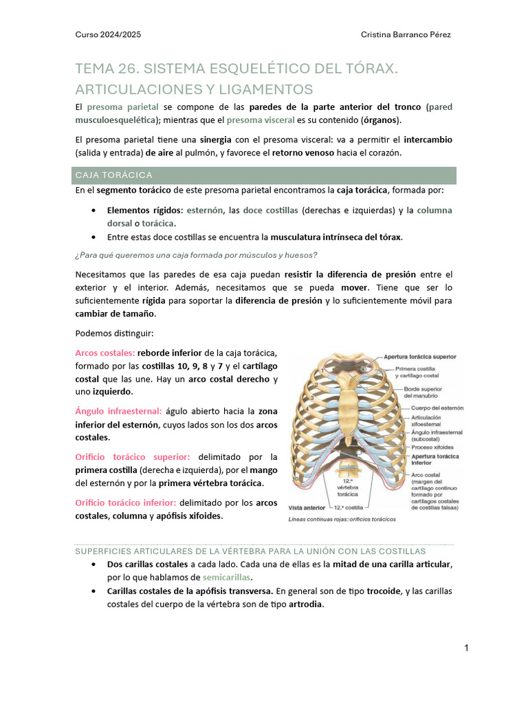 Tema 26. Sistema Esquelético Del Tórax. Articulaciones y Ligamentos ...