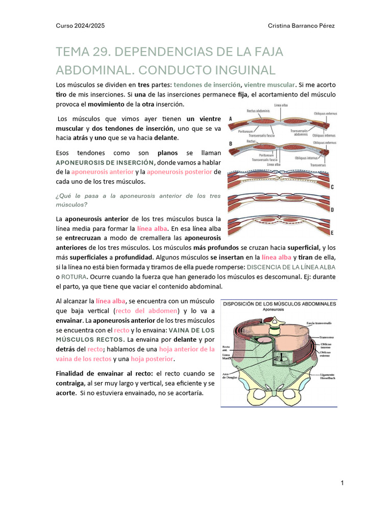 Tema 29. Dependencias de La Faja Abdominal. Conducto Inguinal | PDF | Abdomen | Músculo