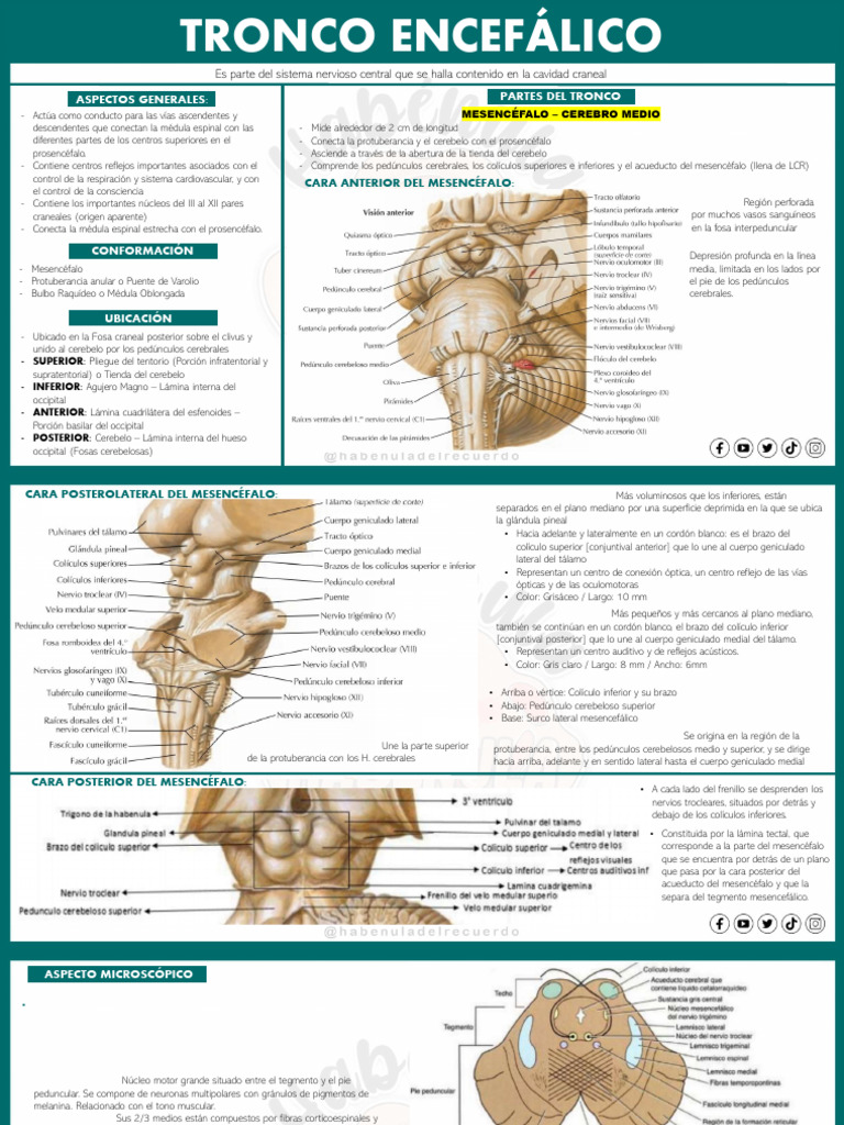 Tronco Encefálico | PDF | Cerebelo | Tronco encefálico