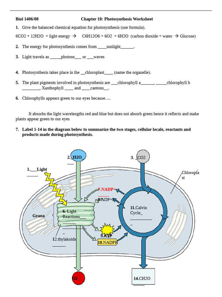 Ch_10___Photosynthesis_Worksheet.doc | PDF | Photosynthesis ...