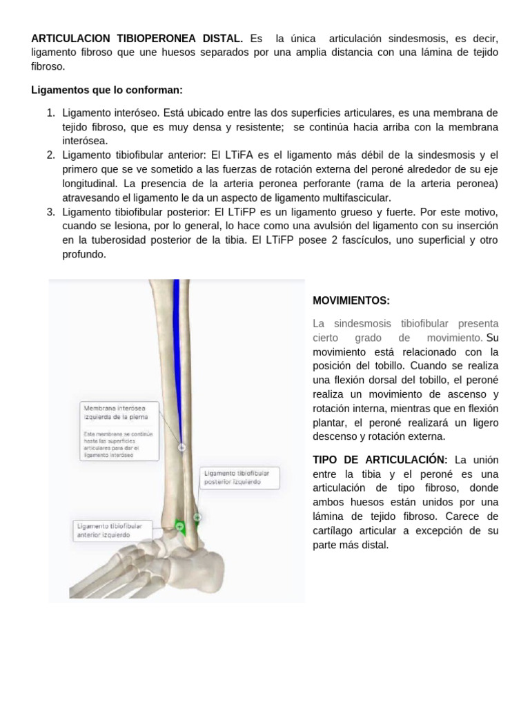 Anatomía de la Articulación Tibiofibular | PDF | Pie | Dedo del pie