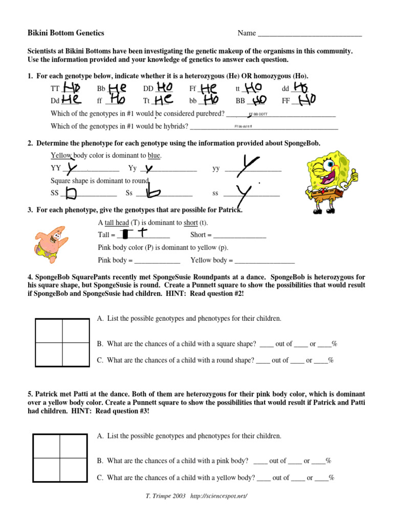Sponge Bob Practice 1 | PDF | Genotype | Dominance (Genetics)