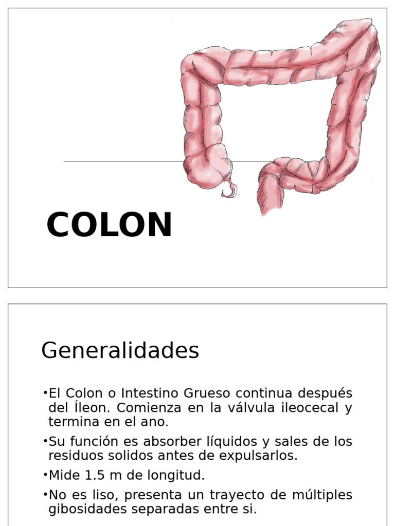 Anatomía y Función del Colon | PDF | Intestino grueso | Abdomen
