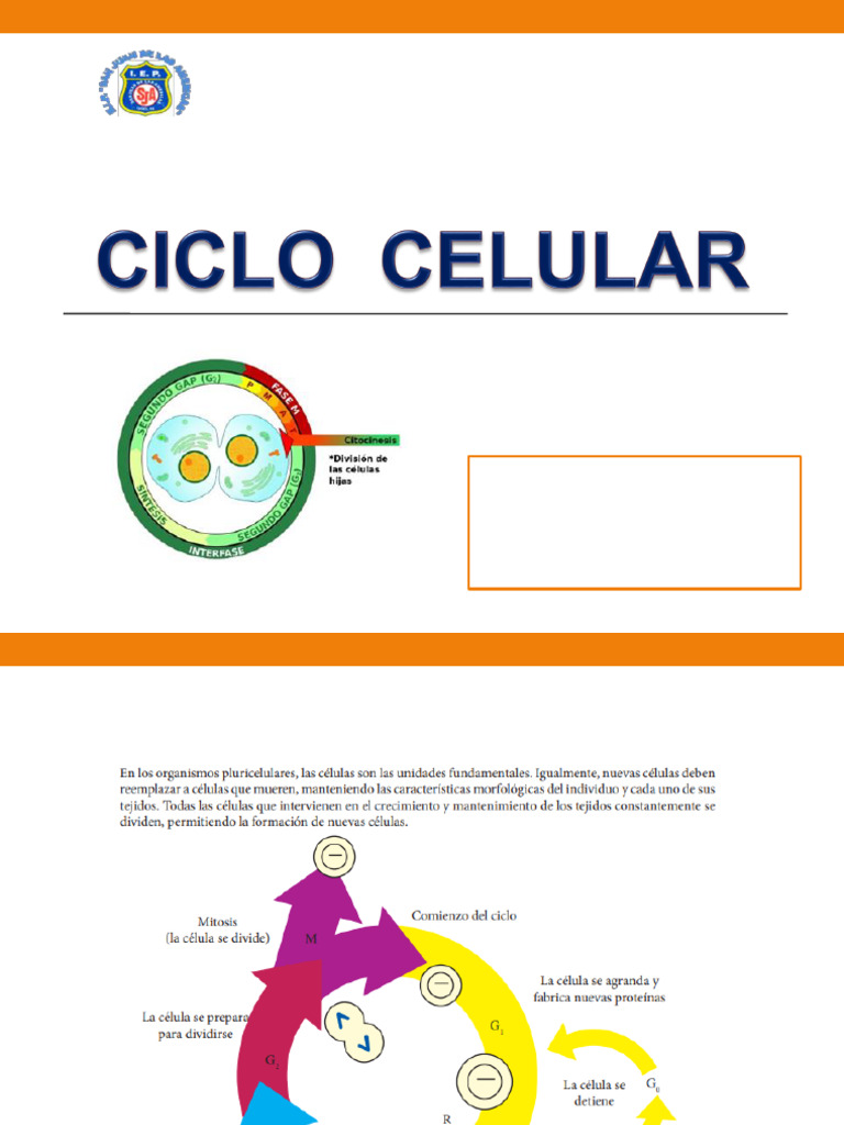 S13 - CICLO CELULAR | PDF